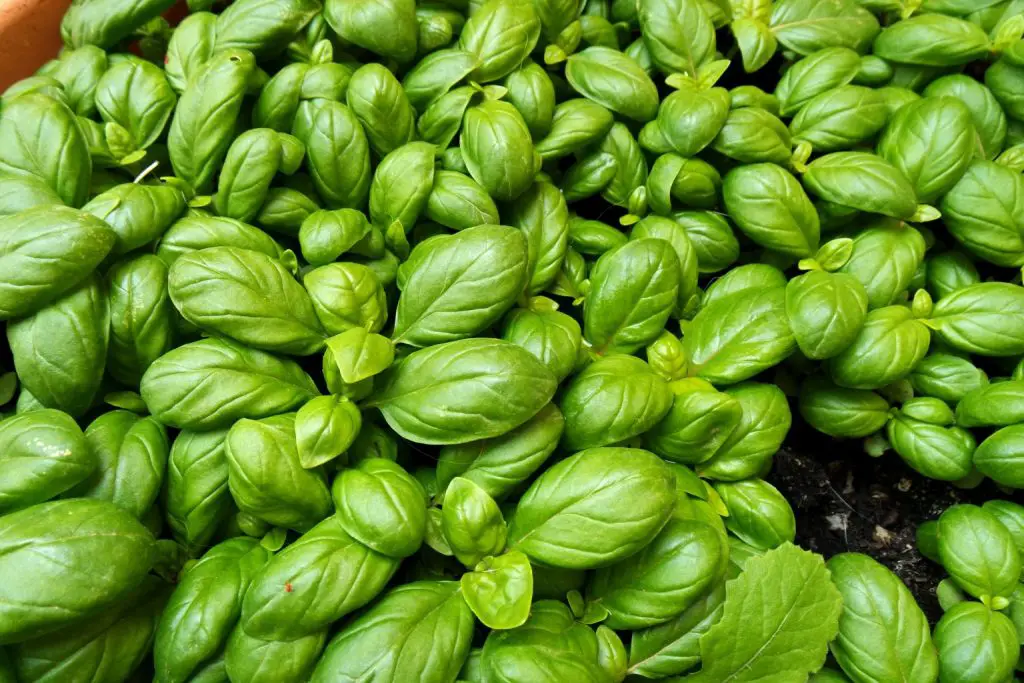 Fesleğeni böyle sularsan çürütürsün: bahçıvanların kullandığı numarayı ...