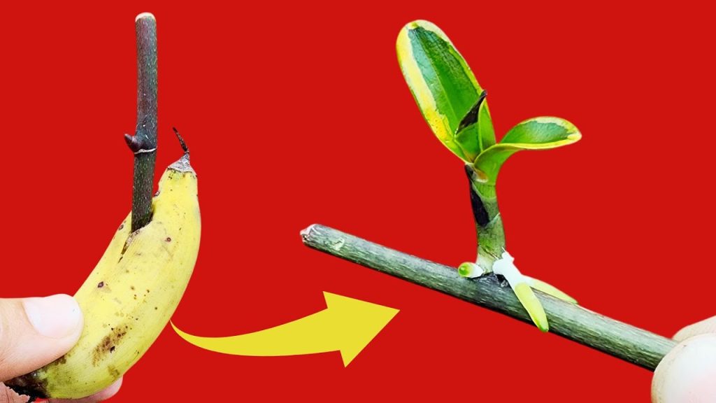 Bir orkide nasıl çoğaltılır, sadece bir muz kabuğuna ihtiyacınız var ... Bir orkide nasıl çoğaltılır, sadece bir muz kabuğuna ihtiyacınız var ...