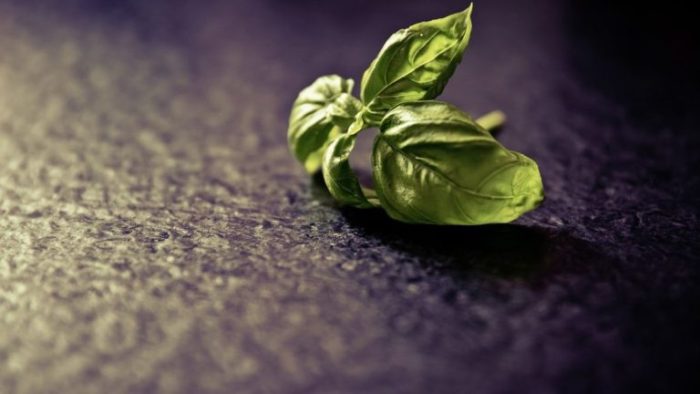 Fesleğen yetiştirirken kaçınılması gereken hatalar – Hileleri ve Kendin Yap